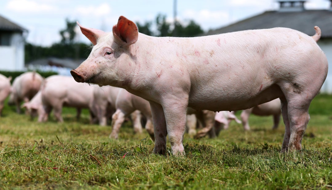 Así afecta la productividad la estomatitis vesicular en cerdos ...