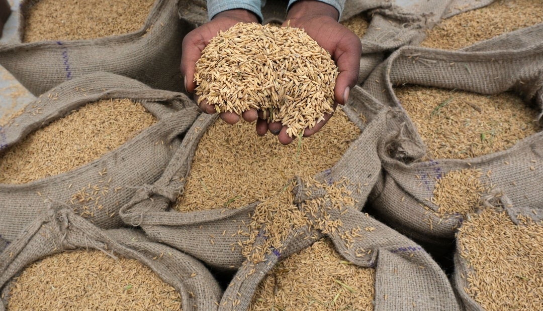 El área sembrada de arroz para a junio de 2024 fue de 452.872 hectáreas ...