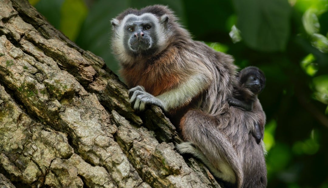 Nace cría de mono tití en parque acuático Piscilago, especie en alto ...
