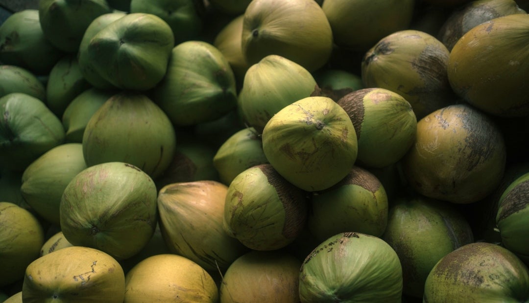 El coco, el protagonista en aquellos cultivos que se siembran en ...