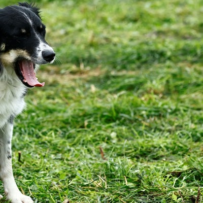 Conozca cómo regular los niveles de colesterol en perros con el consumo ...