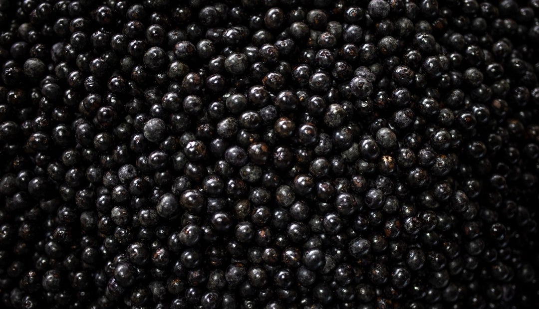 Propiedades antioxidantes del agraz lo convierten en refuerzo ...