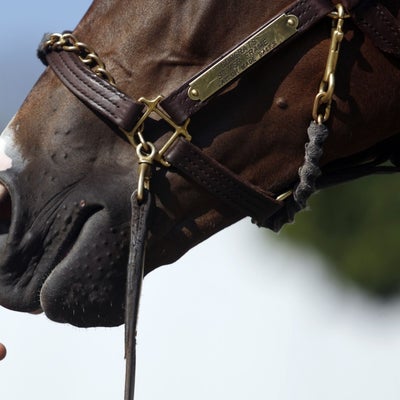 Presencia de tos en los caballos, indicador de afecciones respiratorias ...