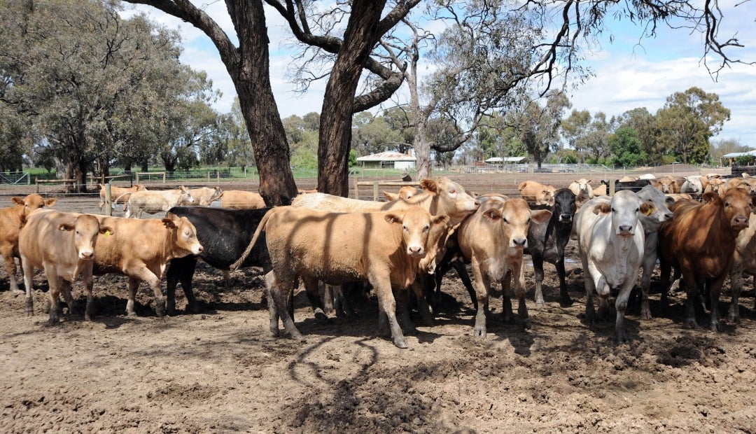 Charbray, raza sintética con alto potencial para la producción de carne ...