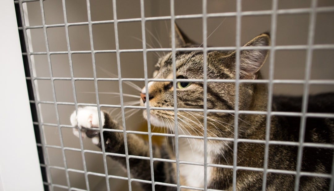 Conozca qué debe hacer con su gato si está pensando en viajar en esta ...