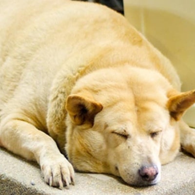 ¿Su perro sufre de obesidad? Conozca las causas de esta enfermedad y ...