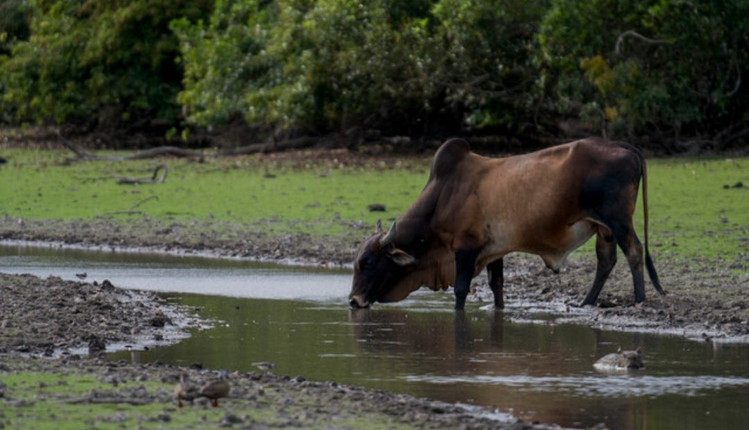 El agua, clave en la ganadería, expertos destacaron su importancia para ...