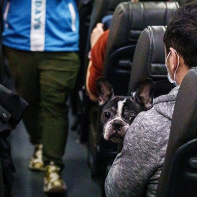 Lo que debe saber antes de viajar con su mascotas de servicio y de ...