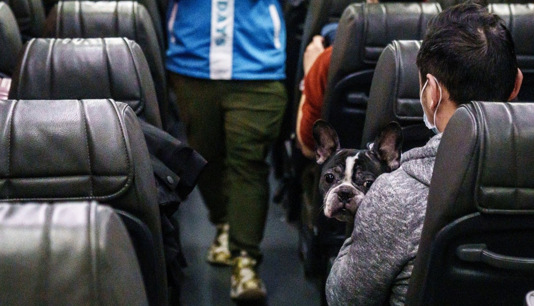 Lo que debe saber antes de viajar con su mascotas de servicio y de ...