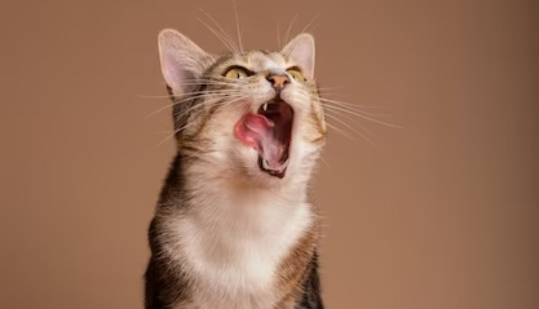 Conozca las razones por las que su gato ronronea y el efecto que puede ...