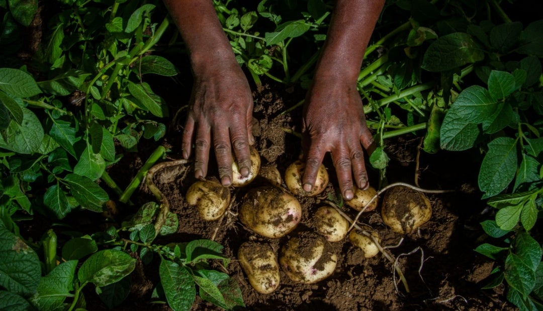 Postobón y Frisby lanzan ‘Raíces Futuras’, para la formación de 200 ...