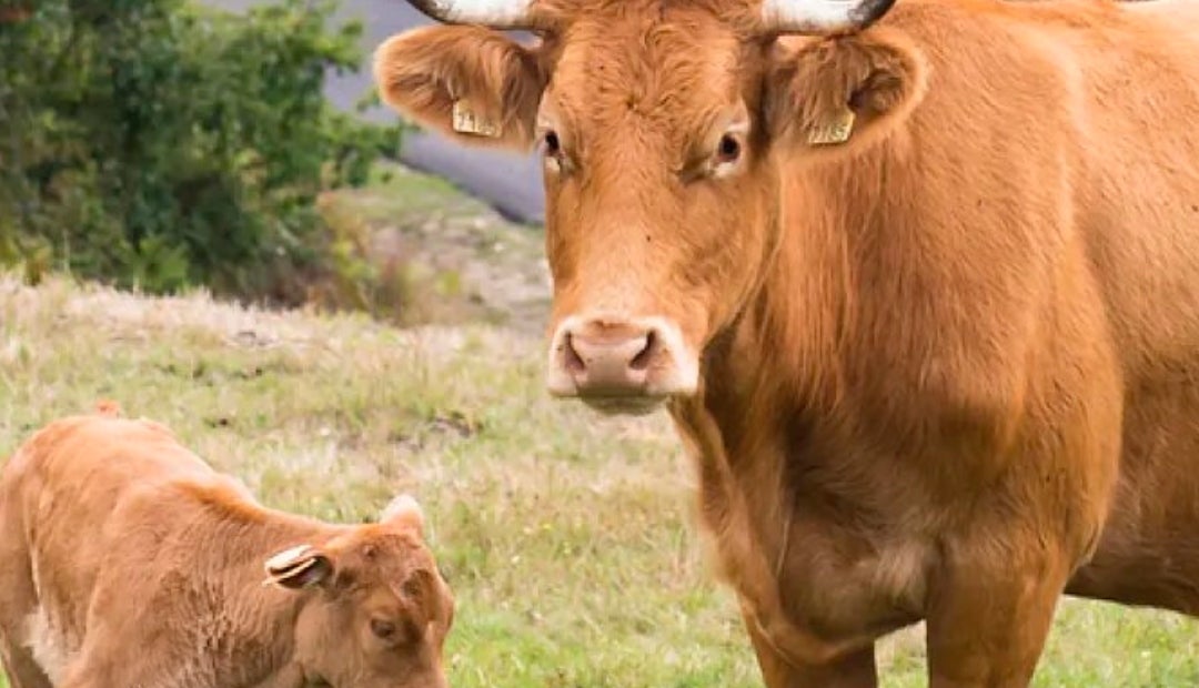 Nuevo brote de virus de la lengua azul de ganado en el este de Francia ...
