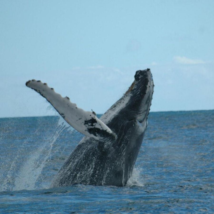 Volvió la temporada de avistamiento ballenas jorobadas en el Pacífico colombiano
