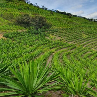 El uso de la fibra de fique como iniciativa para mejorar el cuidado del ...