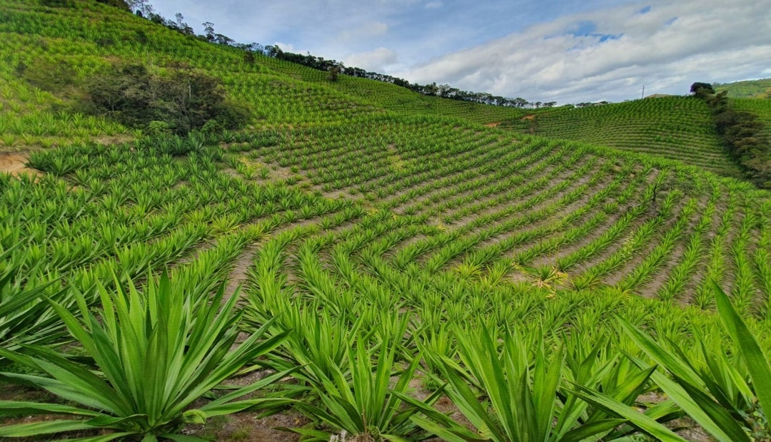 El uso de la fibra de fique como iniciativa para mejorar el cuidado del ...