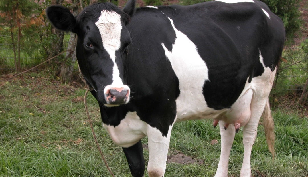 Conozca más sobre la vaca transgénica que es capaz de producir insulina ...