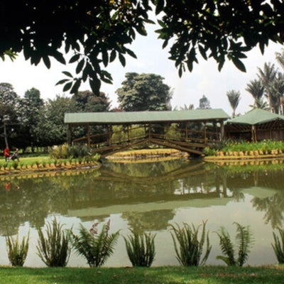 ¿Quién fue José Mutis y por qué hoy se celebra el día nacional de la ...