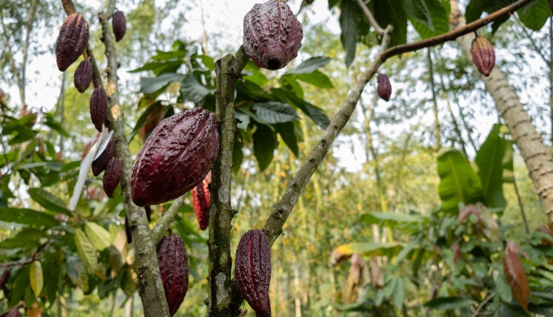 El Ministerio de Agricultura escogió las nueve muestras para los Cacao ...