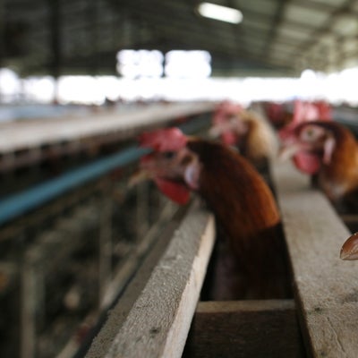 El sector avícola creció 2,8% durante 2024, produciendo 2,9 millones de ...