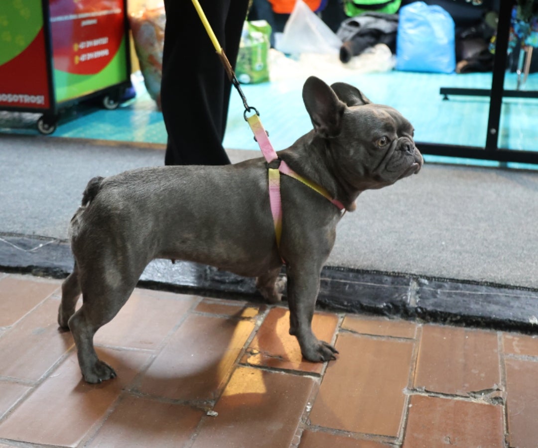 Evento Los amantes de los perros podrán reunirse en el marco del evento ...
