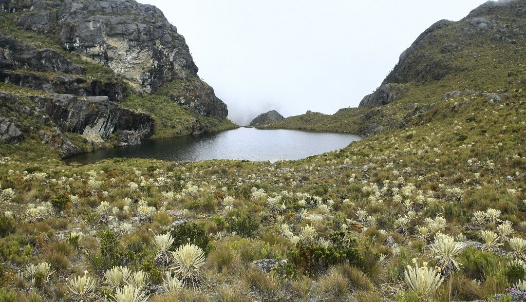 Inició el proyecto para la restauración de 800 hectáreas de ecosistema ...