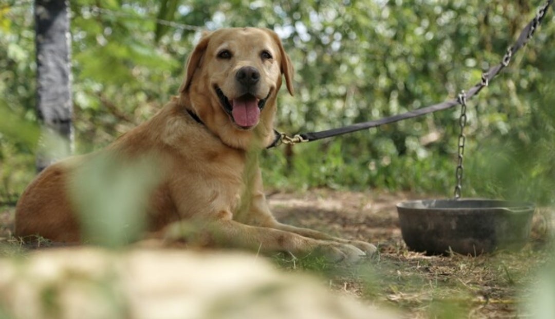 ¿Es bueno o malo que los perros tengan la costumbre de comer pasto ...