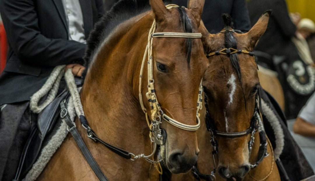Conozca la importancia que tiene el registro en el Caballo Criollo ...