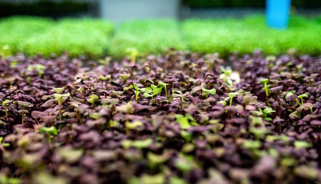 Esta es la importancia que tienen los bioestimulantes en la agricultura ...