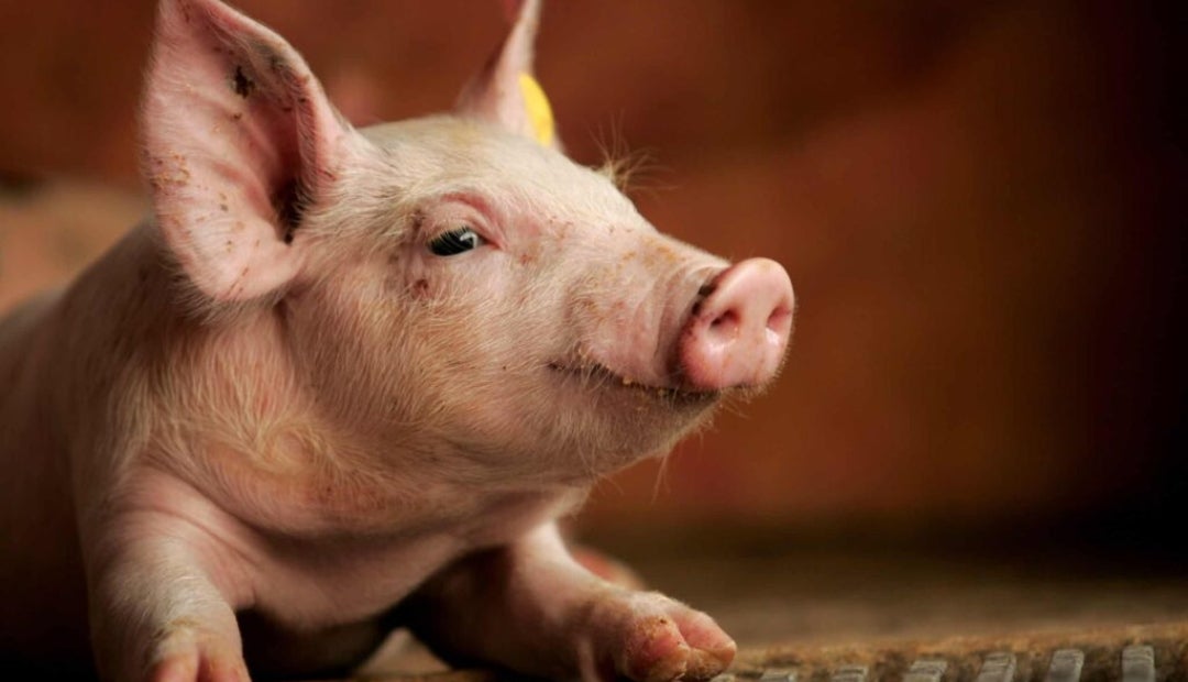 Conozca más sobre la TN70, la cerda que está transformando la ...