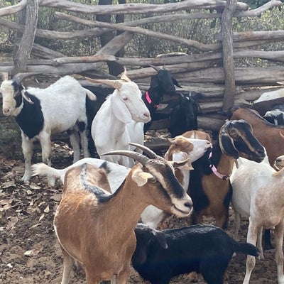 ¿Hoy en día es rentable la crianza de cabras en Colombia?, esto dicen ...