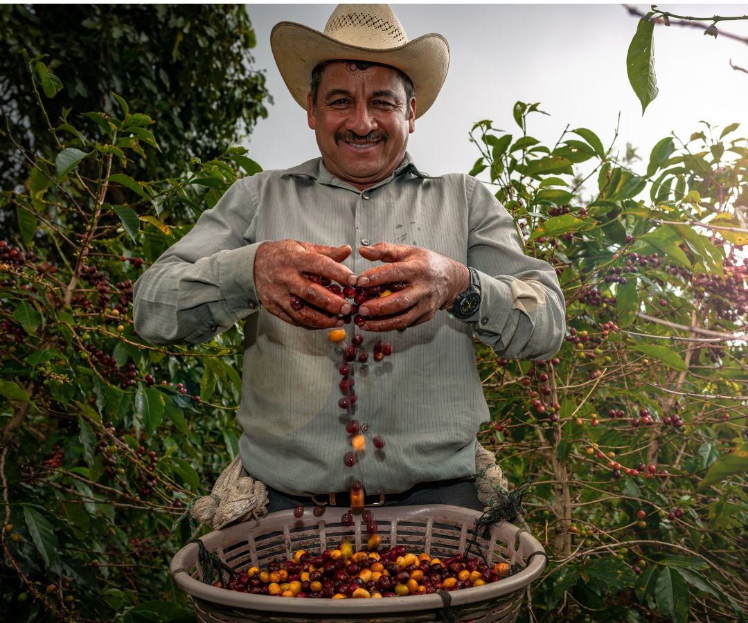 Banco de Bogotá lleva 18 años apoyando a los cafeteros colombianos