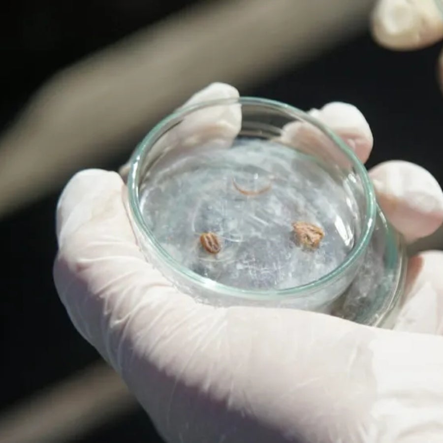 Mgap e Inia van a la guerra contra el parásito que causa pérdidas por ...