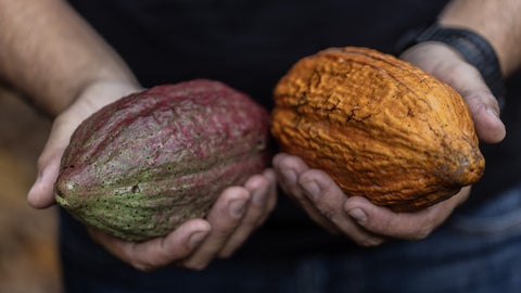 Noticias de Cultivo de cacao, Tendencias y Oportunidades del Sector ...